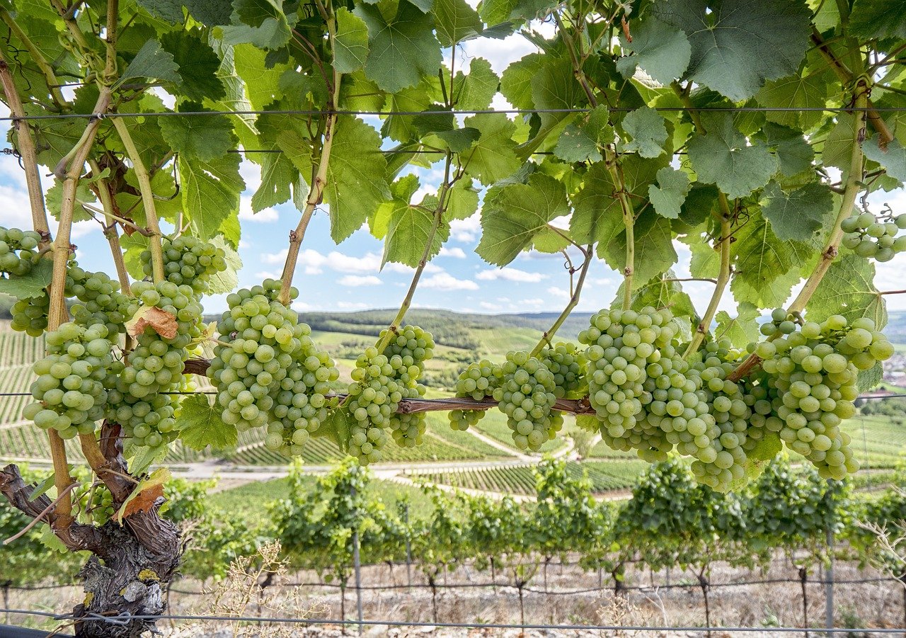 Everything You Need to Know About Grapes for Wine: A Beginner's Guide ...
